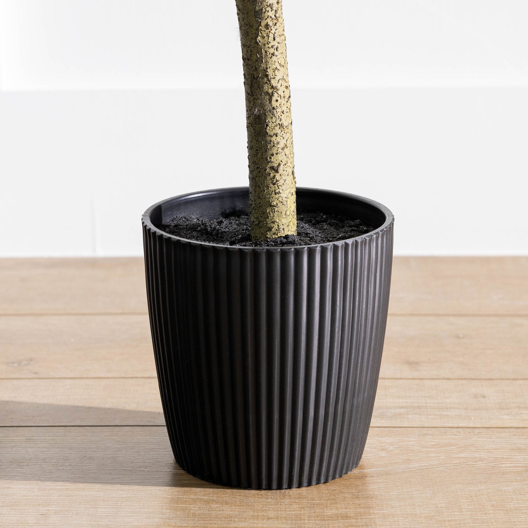 Potted Fiddle Trees – Modern Locke