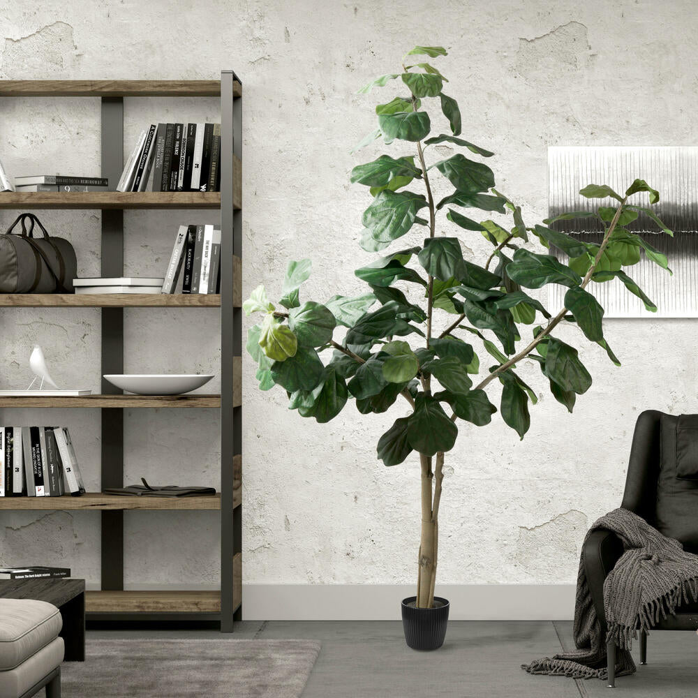 Potted Fiddle Trees – Modern Locke