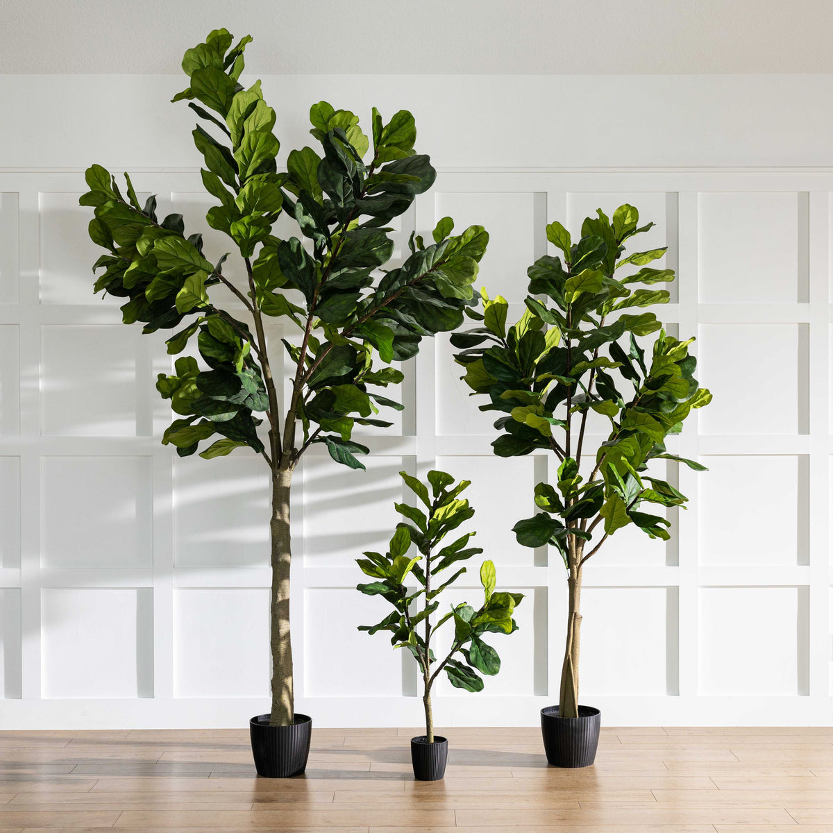 Potted Fiddle Trees – Modern Locke