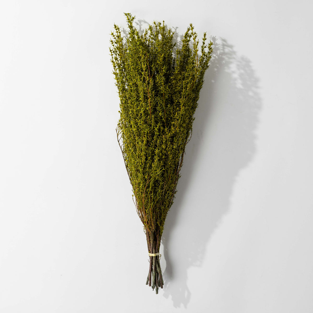 Basil Grabia Bundle – Modern Locke