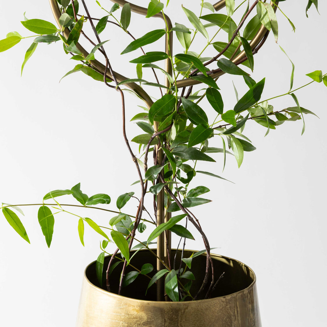 Botanicals – Modern Locke